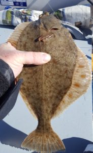 skrubbe | Fjordfisker