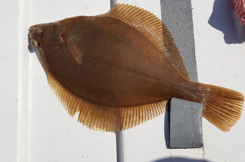 Fladfisk Kattegat | Fjordfisker