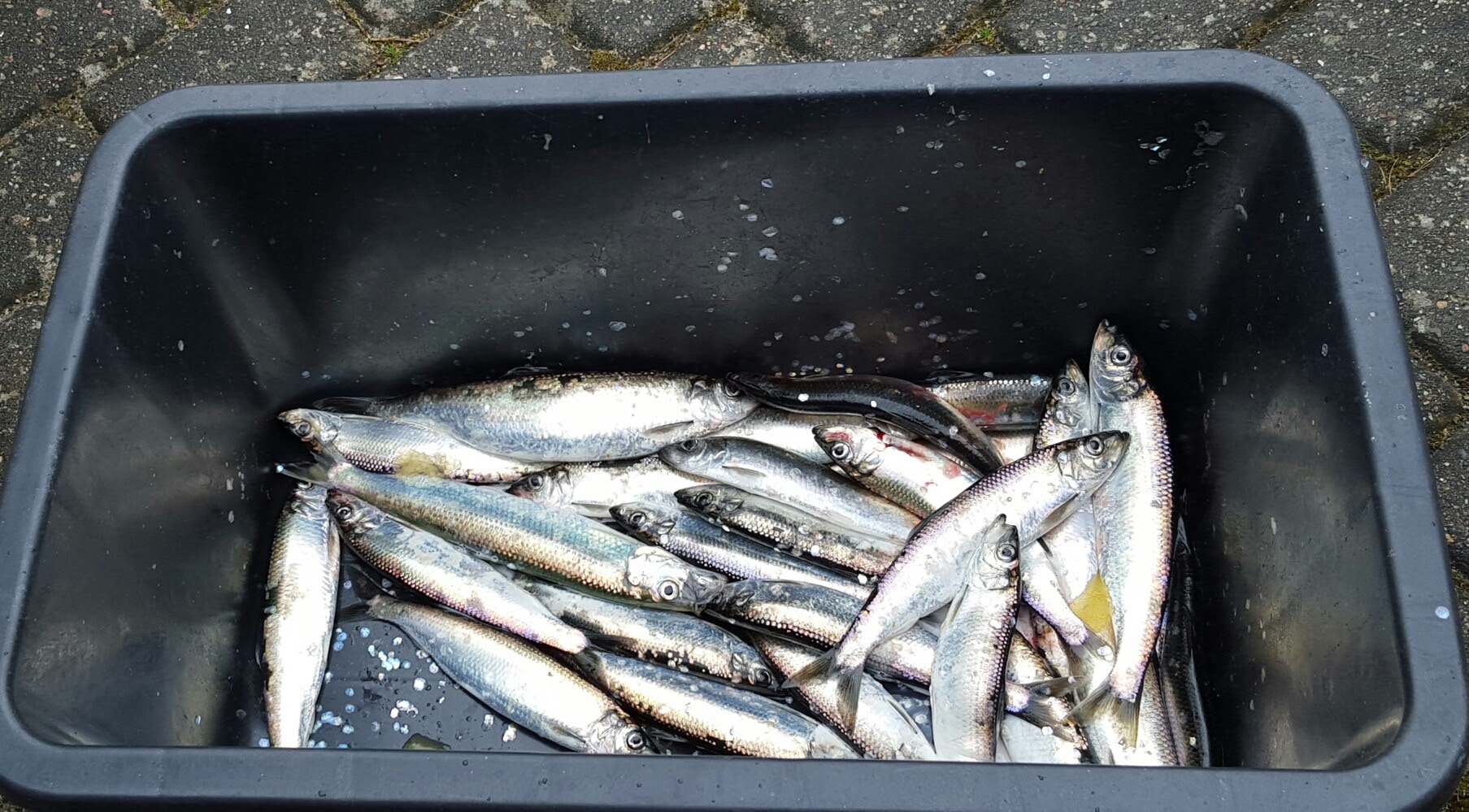 Fiskeri efter Sild | Fjordfisker