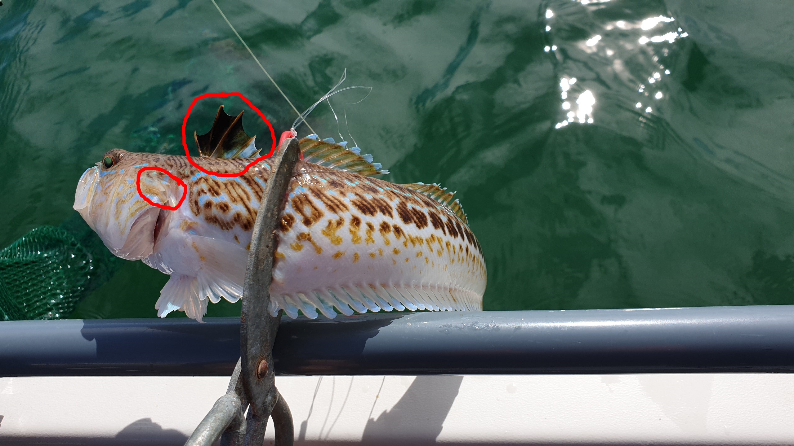 fjæsing_pigge | Fjordfisker