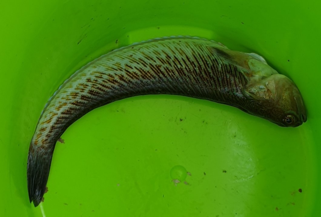 Bønnerup slæbested, ulk og fjæsing og makrel | Fjordfisker