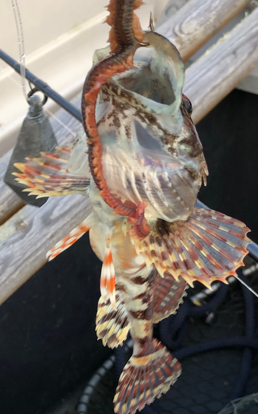 kattegat og Bønnerup en kold novemberdag | Fjordfisker