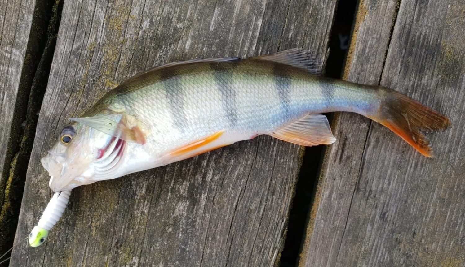 Forsøger at finde aborrer | Fjordfisker